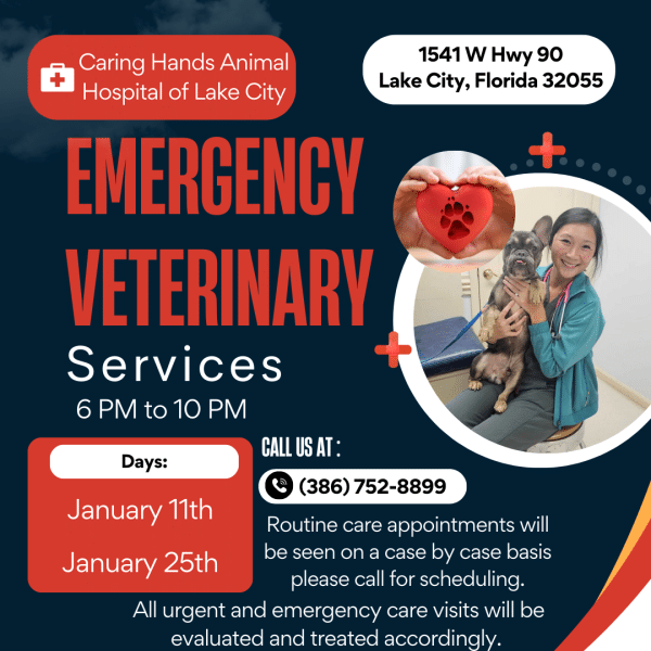 Team - Vet in Lake City | Vet in Live Oak | Caring Hands Animal Hospital